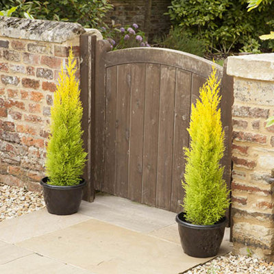 20 x Cupressus Conifer Macrocarpa Goldcrest Tree in a 10.5cm Pot 28 ...