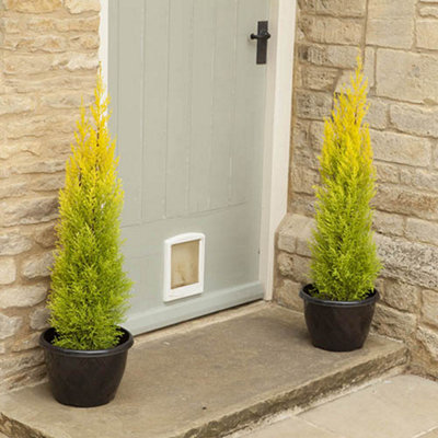 20 x Cupressus Conifer Macrocarpa Goldcrest Tree in a 10.5cm Pot 28 ...