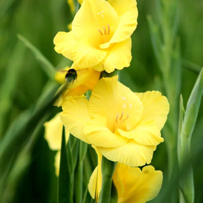20 x Gladioli Bananrama Summer Flowering Bulbs - Yellow Gladiolus Sword ...