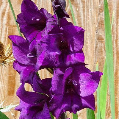 20 x Gladioli Purple Flora Summer Flowering Bulbs - Gladiolus Sword ...