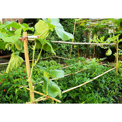 20 x Natural Bamboo Plant Support Sticks 90cm / 3FT Plant Stakes Split ...
