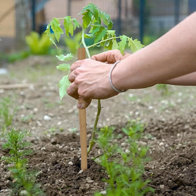 20 x Natural Bamboo Plant Support Sticks 90cm / 3FT Plant Stakes Split ...