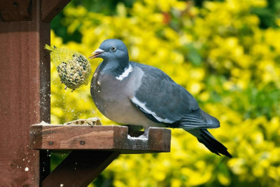 20kg Four Seasons Pigeon Seed & Corn Mix - Pigeon Mix - Essential ...