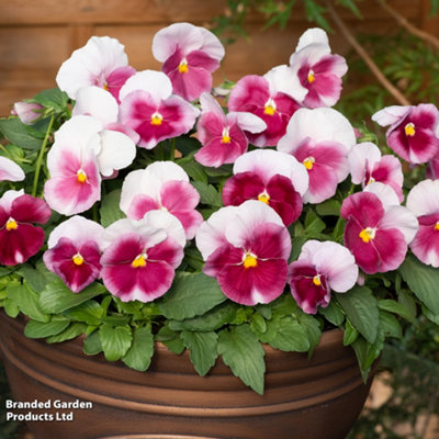 24 Pansy Raspberry Blush Plug Plants - Winter Flowering - Ideal for ...