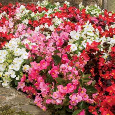 24 x Begonia Sahara Plug Plants Ready to Plant Out Plant Plugs for Gardens