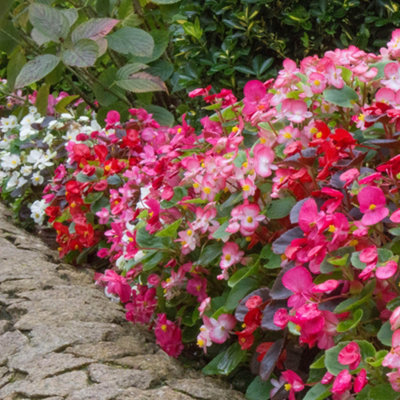 24 x Begonia Sahara Plug Plants Ready to Plant Out Plant Plugs for Gardens