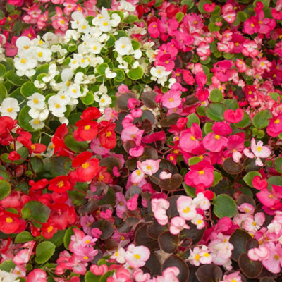 24 x Begonia Sahara Plug Plants Ready to Plant Out Plant Plugs for Gardens