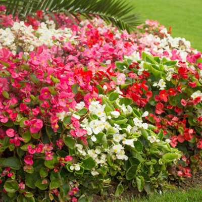 24 x Begonia Sahara Plug Plants Ready to Plant Out Plant Plugs for Gardens