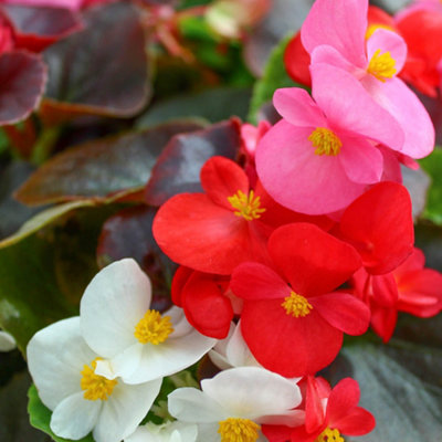 24 x Begonia Sahara Plug Plants Ready to Plant Out Plant Plugs for Gardens