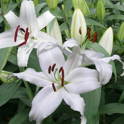 24 x Oriental Lily Mount Aspiring Summer Bulbs - White Highly Scented Lilium Hardy Herbaceous ...