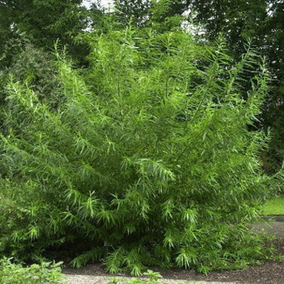 25 Common Osier Willow 3-4ft,For Basket Making, Salix Viminalis Hedging ...