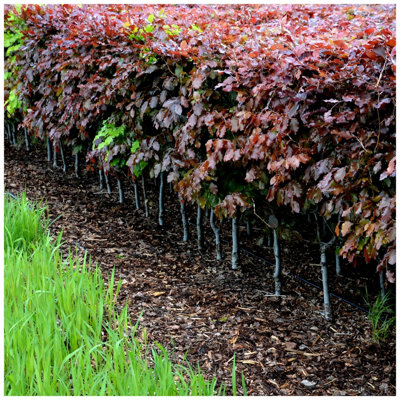25 Copper Purple Beech Hedging 30-60cm Beautiful Strong 2yr Old Plants 1-2ft Tall 3FATPIGS | DIY ...