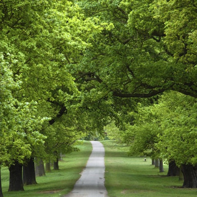 25 English Oak Trees 1-2ft Quercus Robur, Native Hedge Tree, Grow ...