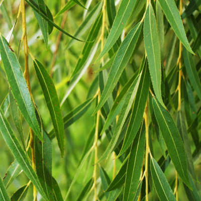 25 Golden Willow 3-4ft,Salix Alba Vitellina Hedging Plants,Quick ...