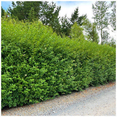 25 Green Privet Plants 2-3ft,Evergreen Hedging 60-90cm,Grow a Quick ...