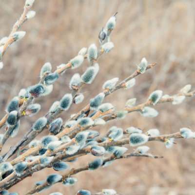 25 Grey Willow 3-4 ft Hedging Plants,Salix Cinerea,PussyWillow ...