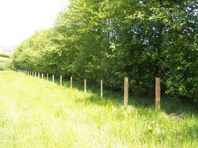 25 Italian Alder Hedging 2-3ft ,Alnus Cordata Trees.Very Quick Wind ...