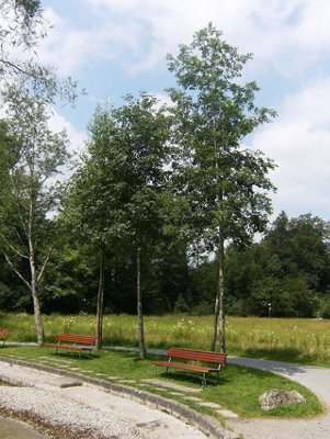 25 Italian Alder Hedging 2-3ft ,Alnus Cordata Trees.Very Quick Wind ...