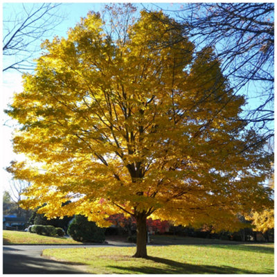 25 Norway Maple Trees, 40-60cm Acer platanoides Hedging,Stunning Autumn ...