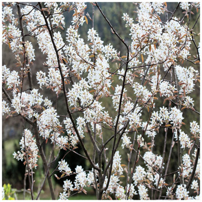 25 Snowy Mespilus 1-2ft Amelanchier Lamarckii hedging June Berry,Strong ...