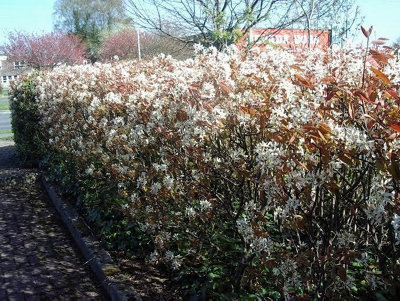 25 Snowy Mespilus 1-2ft Amelanchier Lamarckii hedging June Berry,Strong ...