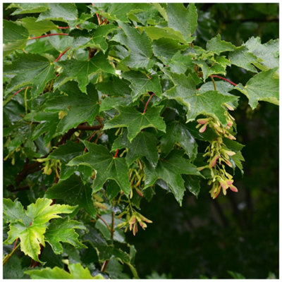 25 Sycamore Maple Trees, 40-60cm Acer Pseudoplatanus Hedge,Stunning ...