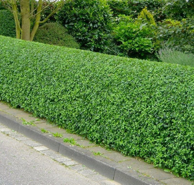 25 Wild Privet Hedging Ligustrum Vulgare Plants Hedge 40-60cm,Quick ...