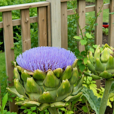 25 x Globe Artichoke Bare Roots for Planting - High Yielding Hardy ...