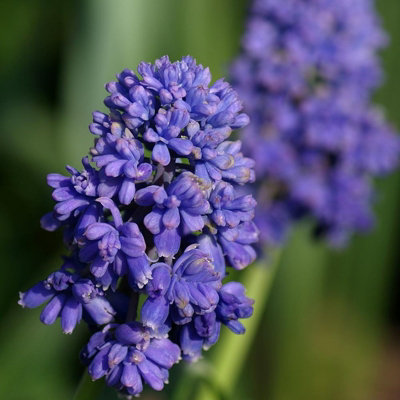 25 x Muscari Grape Hyacinth Blue Spike Spring Bulbs - Outdoor Flowering ...