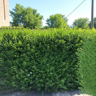 25 x Wild Privet Bare Root Hedging - 20-40 cm High Ligustrum vulgare ...