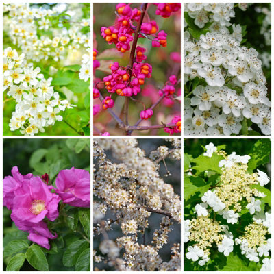 25m FLOWERING Mixed Native Country Hedging Plants, 125 Plants, 6 ...