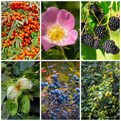 25m MIXED EDIBLE Native Country Hedging Plants, 125 Plants, 6 Different ...