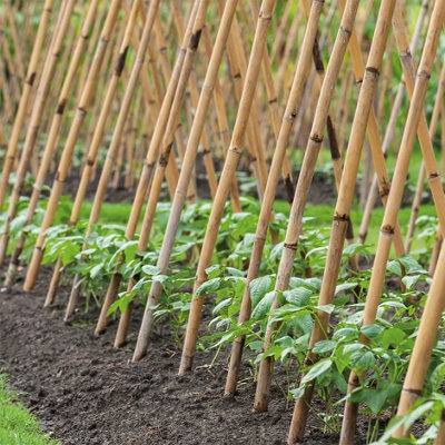 2ft Bamboo Canes 10 Pack Garden Plant Support Sticks Natural Growing ...