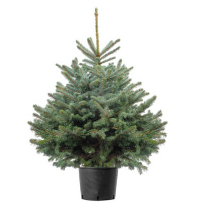 2ft Blue Spruce Pot Grown Christmas Tree - Real Living Potted Plant