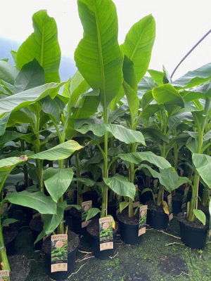 2x Musa Basjoo Fully Hardy Banana Fruit Trees 5ft Tall Extra Large in a ...
