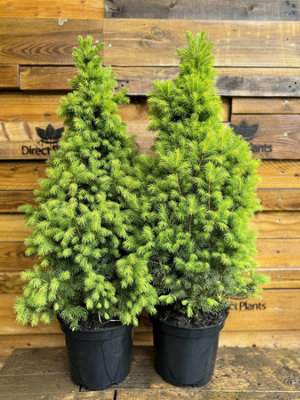 2x Picea Conica Glauca Alberta Spruce Trees 60-70cm Large Trees in 5 ...