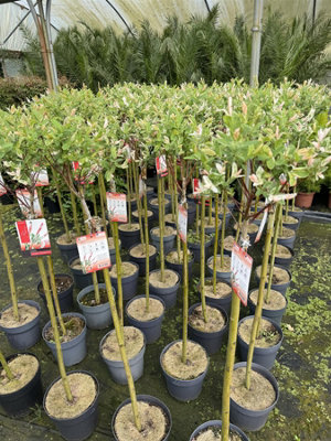 2x Salix Flamingo Nishiki Standard Trees Large 4ft Supplied in 3/5 ...