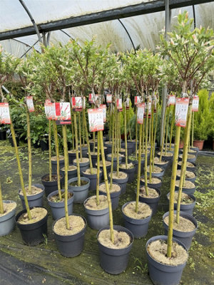 2x Salix Flamingo Nishiki Standard Trees Large 4ft Supplied in 3/5 ...