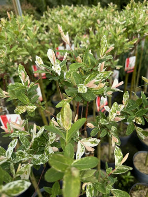2x Salix Flamingo Nishiki Standard Trees Large 4ft Supplied in 3/5 ...