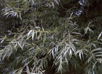 3-4 White Willow (Salix Alba) Field Grown Bare Root Hedging Plants Tree ...