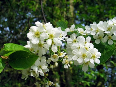 3-4ft Bird Cherry (Prunus Padus) Bare Root Hedging Plants Tree Whips ...