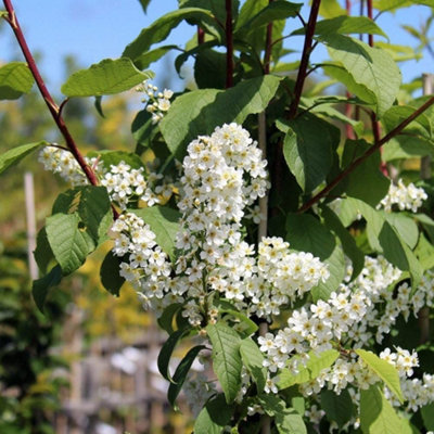 3-4FT BIRD CHERRY (PRUNUS PADUS) BARE ROOT HEDGING PLANTS TREE WHIPS ...