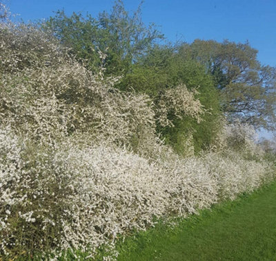 3-4ft Blackthorn (Prunus Spinosa) Bare Root Hedging Plants Tree Whips ...