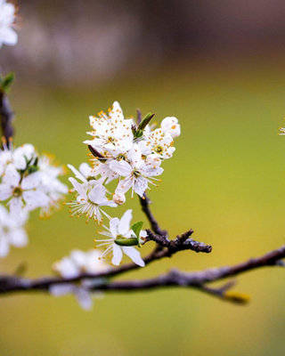 3-4ft Blackthorn (Prunus Spinosa) Bare Root Hedging Plants Tree Whips ...