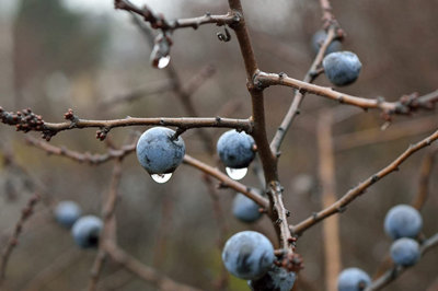 3-4ft Blackthorn (Prunus Spinosa) Bare Root Hedging Plants Tree Whips ...