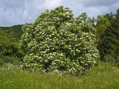 3-4ft Elder (Sambucus N) Field Grown Bare Root Hedging Plants Tree Whip ...