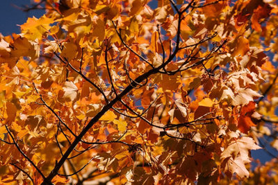3-4ft Field Maple (Acer Campestre) Grade A Bare Root Hedging Plant Tree ...
