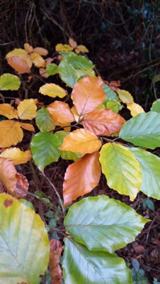 3-4ft Green Beech (Fagus Sylvatica) Semi-Evergreen Bare Root Hedging ...