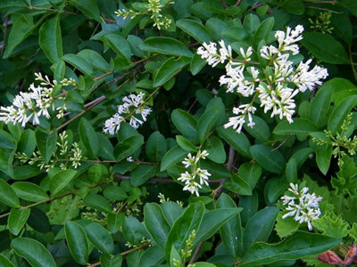 3-4ft Green Privet (Ligustrum Ovalifolium) Evergreen Bare Root Hedging ...