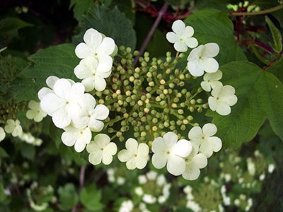 3-4ft Guelder Rose (Viburnum Opulus) Field Grown Bare Root Hedging ...